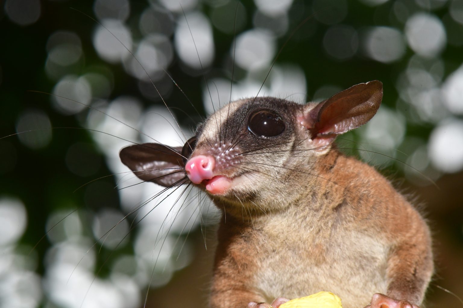 Así es el nuevo marsupial que acaba de ser identificado en las selvas ...
