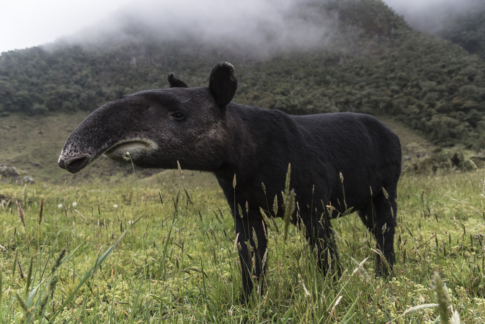 Detrás de un fantasma: el fotógrafo que retrató dantas durante cuatro ...