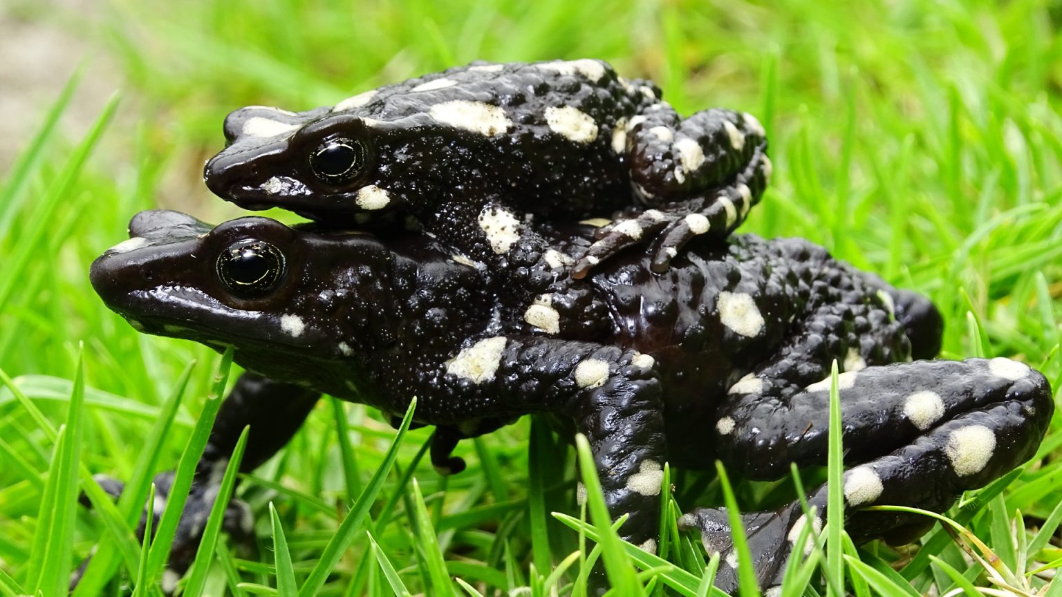 Este biólogo sucreño dedica su vida a conservar las ranas de la Sierra ...