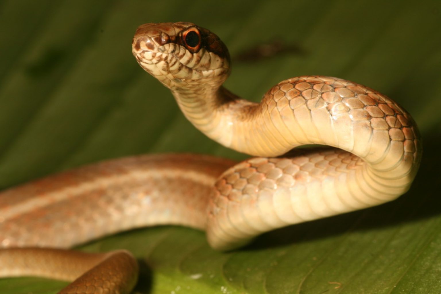 Esta isla colombiana debe su nombre a la cantidad de serpientes en su ...
