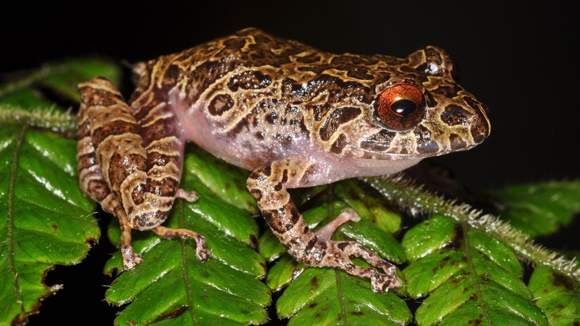 Estas cinco especies de animales fueron descubiertas en el último año ...