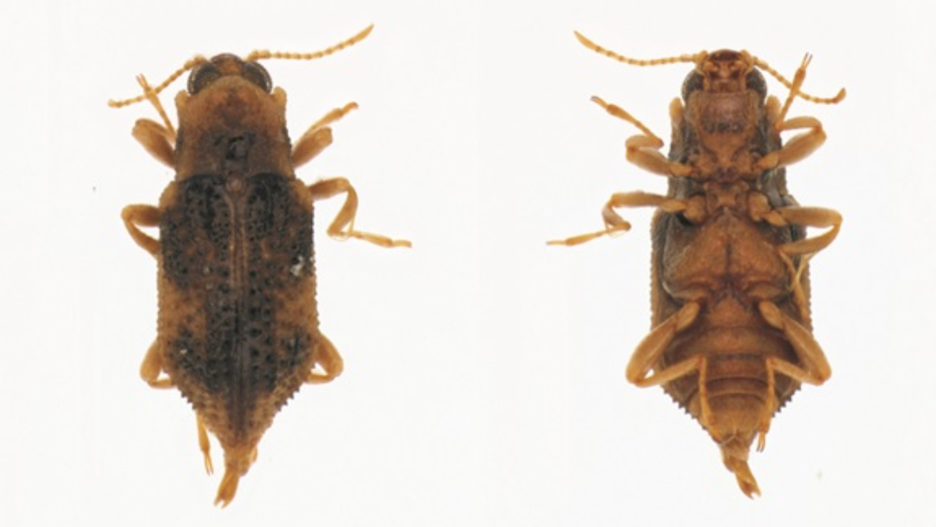 Así se ve el insecto acuático que acaba de ser descubierto en Vichada ...