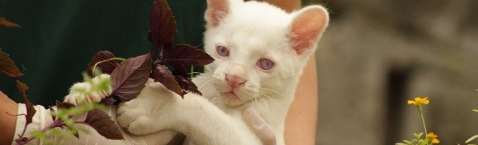 Una región que protege la fauna silvestre: el caso de la felina albina ...