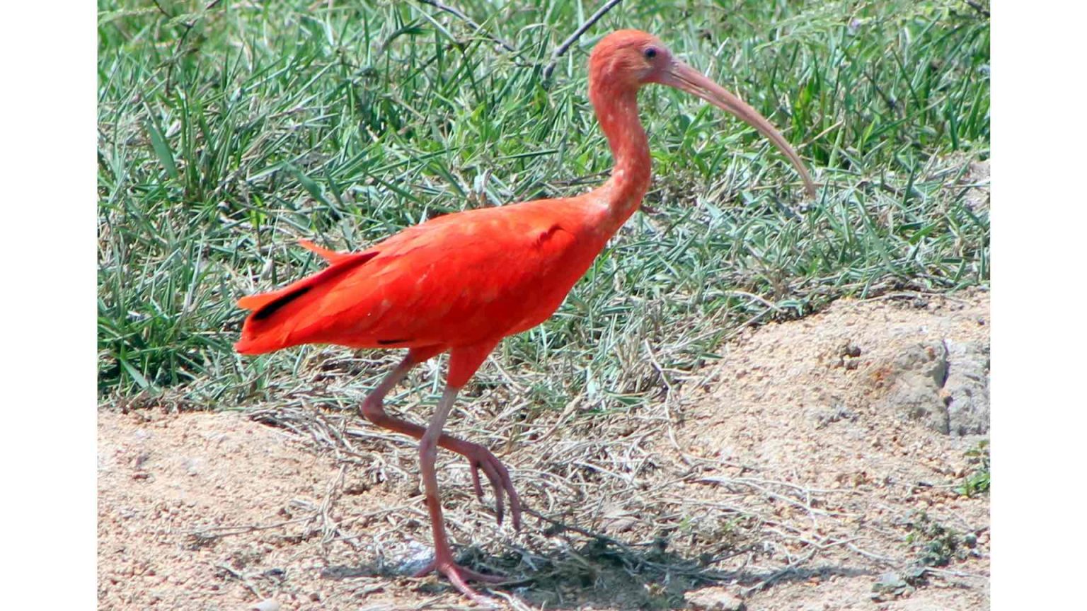 La aplicación que busca crear un inventario colectivo de la fauna de la ...