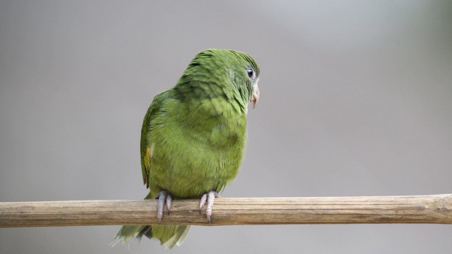 Galería: Conozca las 10 aves más avistadas en Colombia según eBird ...