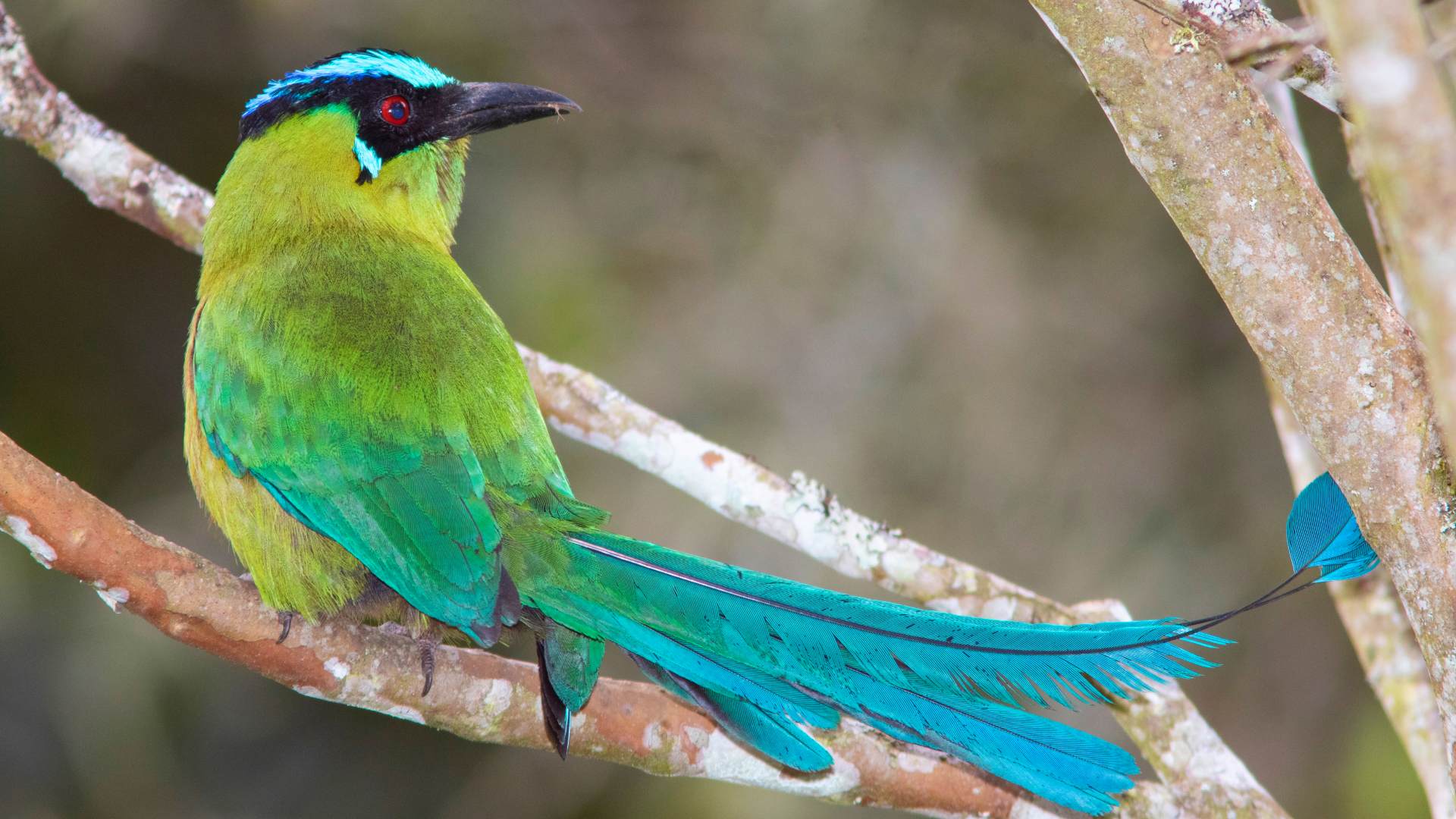 Una guía de turismo de aves para principiantes - Colombia Visible