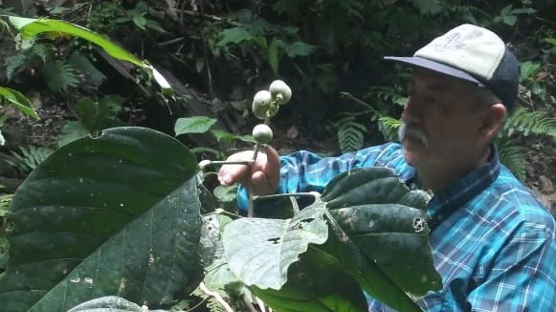 El botánico que descubrió un nuevo fruto entre la serranía del Abibe ...