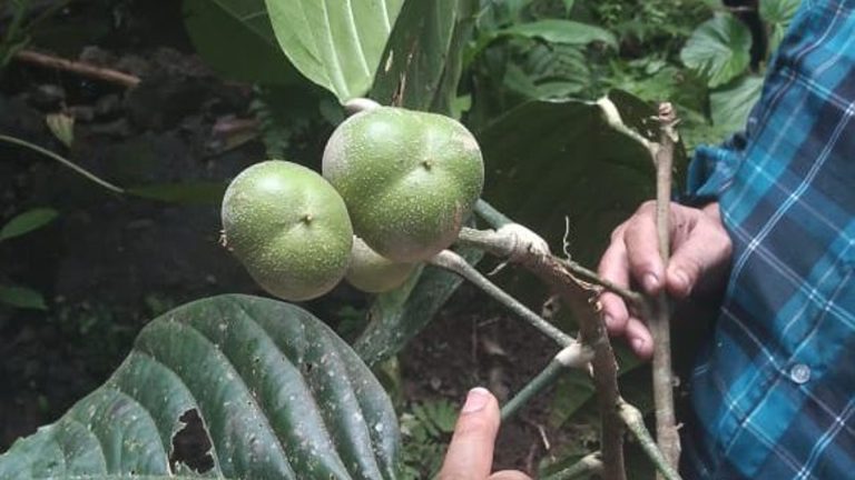 El botánico que descubrió un nuevo fruto entre la serranía del Abibe ...