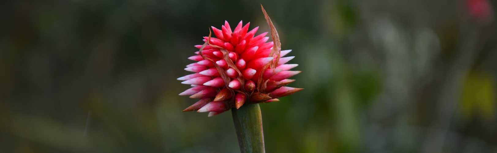 Estas cinco plantas solo se encuentran en Vaupés - Colombia Visible
