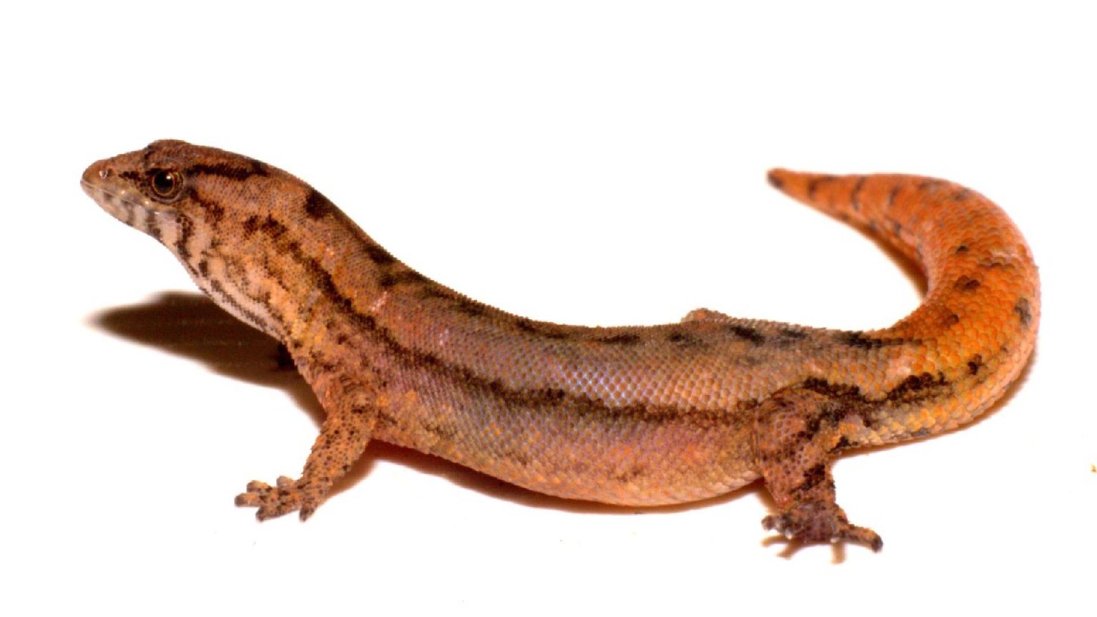 Conozca al geco tinajero, la especie de reptil endémica del Parque ...