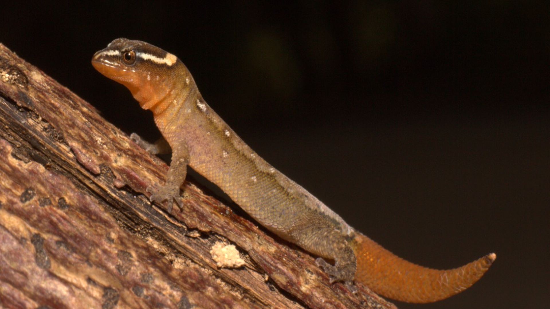 Conozca al geco tinajero, la especie de reptil endémica del Parque ...