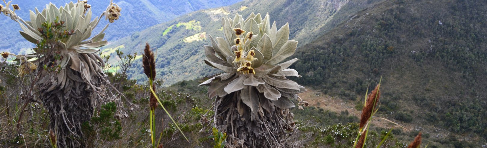 Medio Ambiente Archives - Page 5 of 19 - Colombia Visible