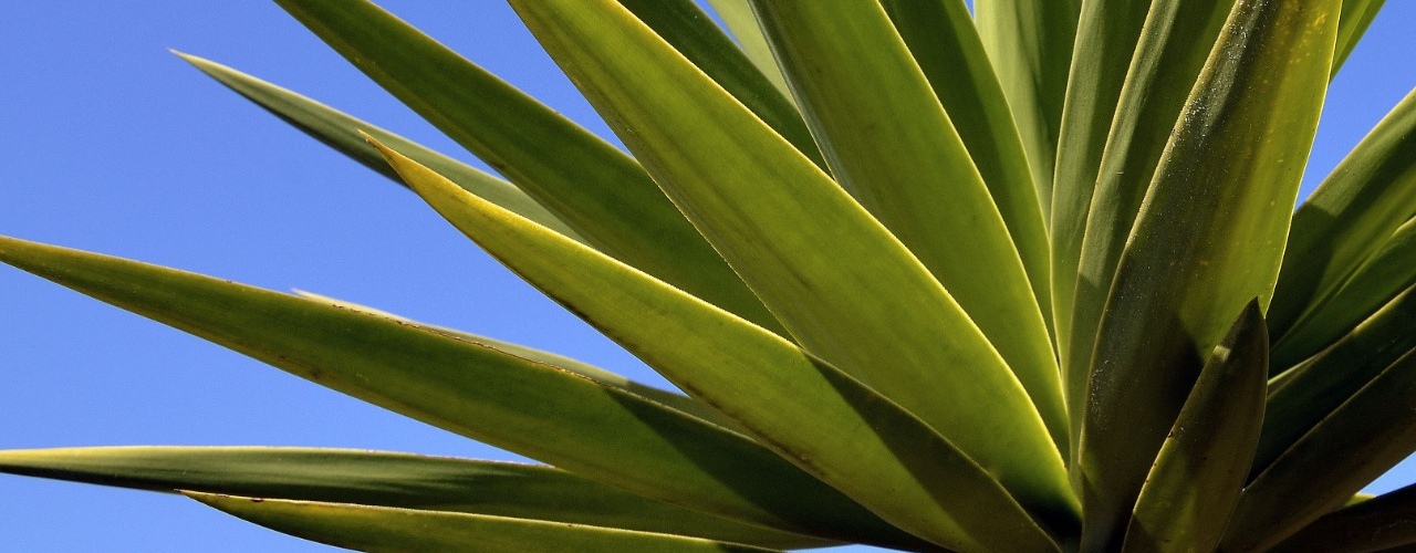 'Cuero vegetal', a base de fique, para una moda más sostenible ...
