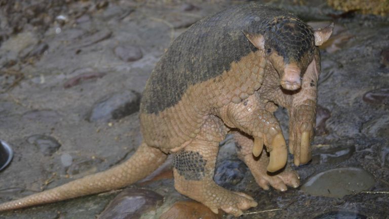 Colombia tiene 6 de las 22 especies de armadillos del mundo ...