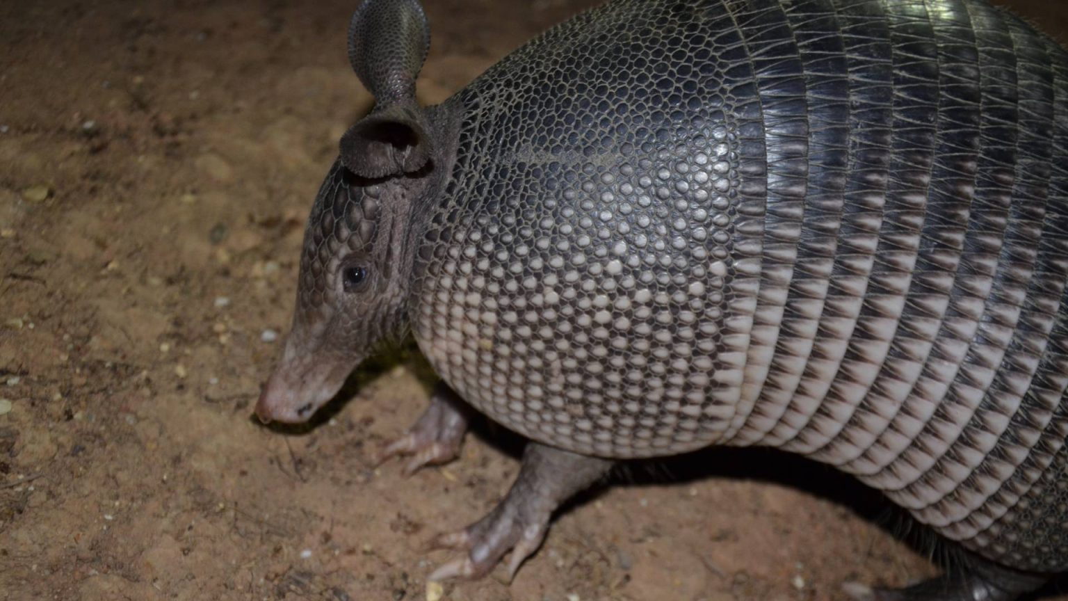 Colombia tiene 6 de las 22 especies de armadillos del mundo ...