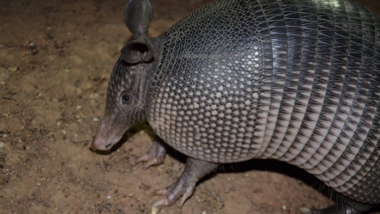 Colombia tiene 6 de las 22 especies de armadillos del mundo: descúbralas acá - Colombia Visible