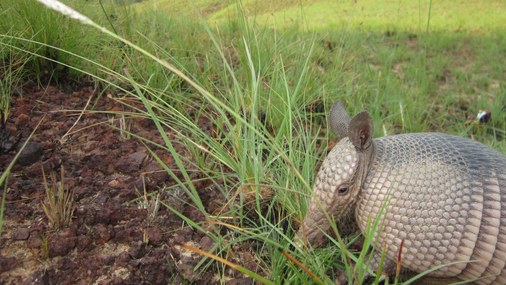 Colombia tiene 6 de las 22 especies de armadillos del mundo ...