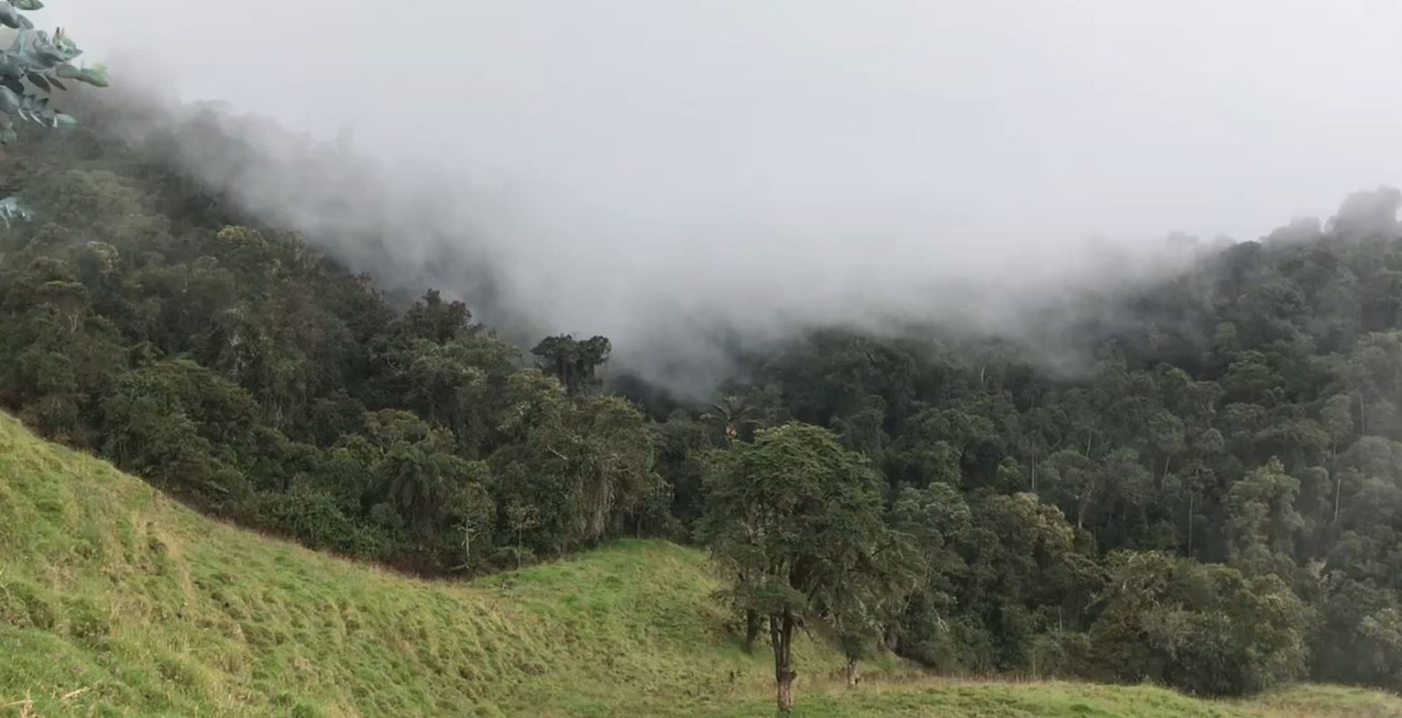 Así protegen al lorito más raro y amenazado de Colombia - Colombia Visible
