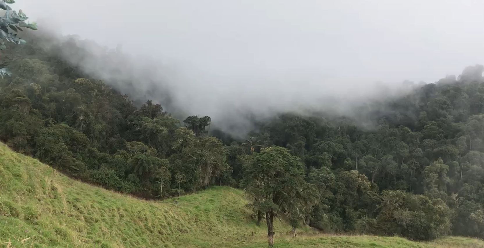 Así protegen al lorito más raro y amenazado de Colombia - Colombia Visible