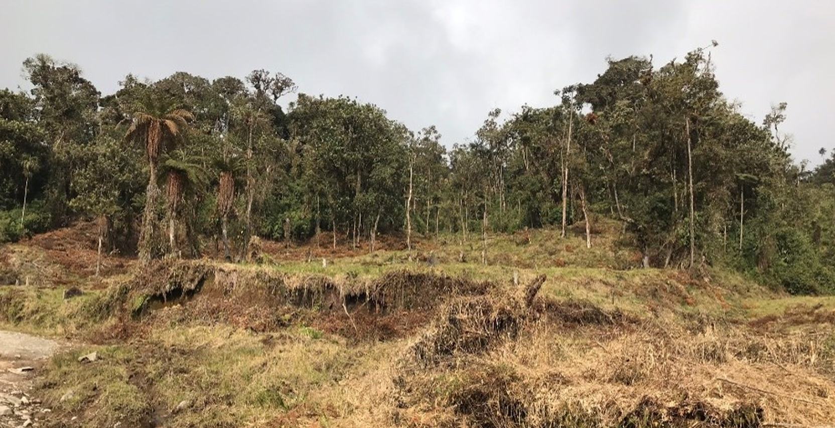 Así protegen al lorito más raro y amenazado de Colombia - Colombia Visible