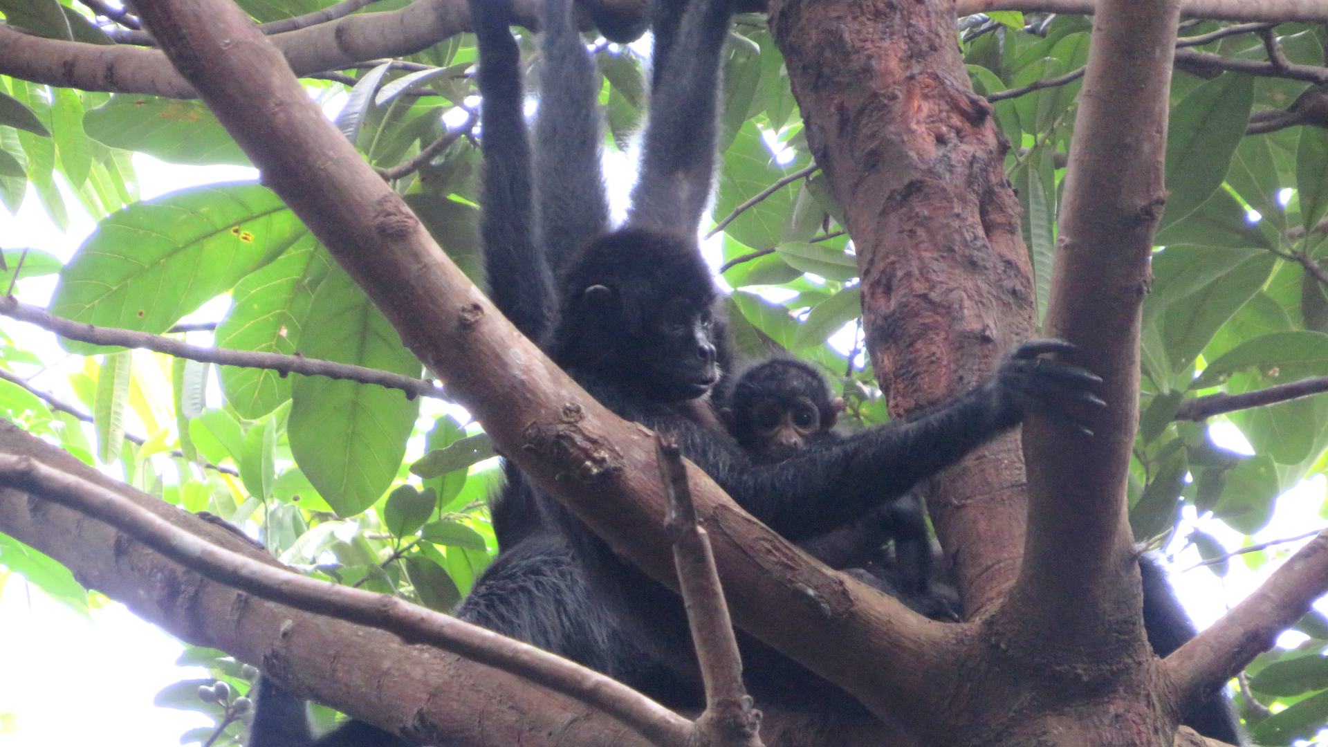 Colombia tiene la mayor cantidad de hábitat disponible para salvar al ...