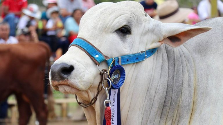 Regresa Expocaquetá, una de las ferias equinas y bovinas más ...