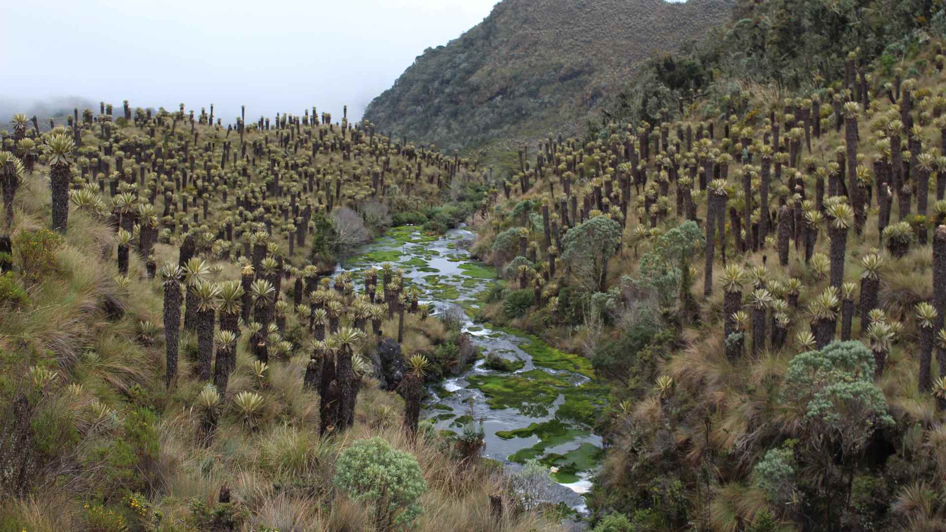 ¿Qué es y por qué resulta importante el Acuerdo de Escazú? - Colombia ...
