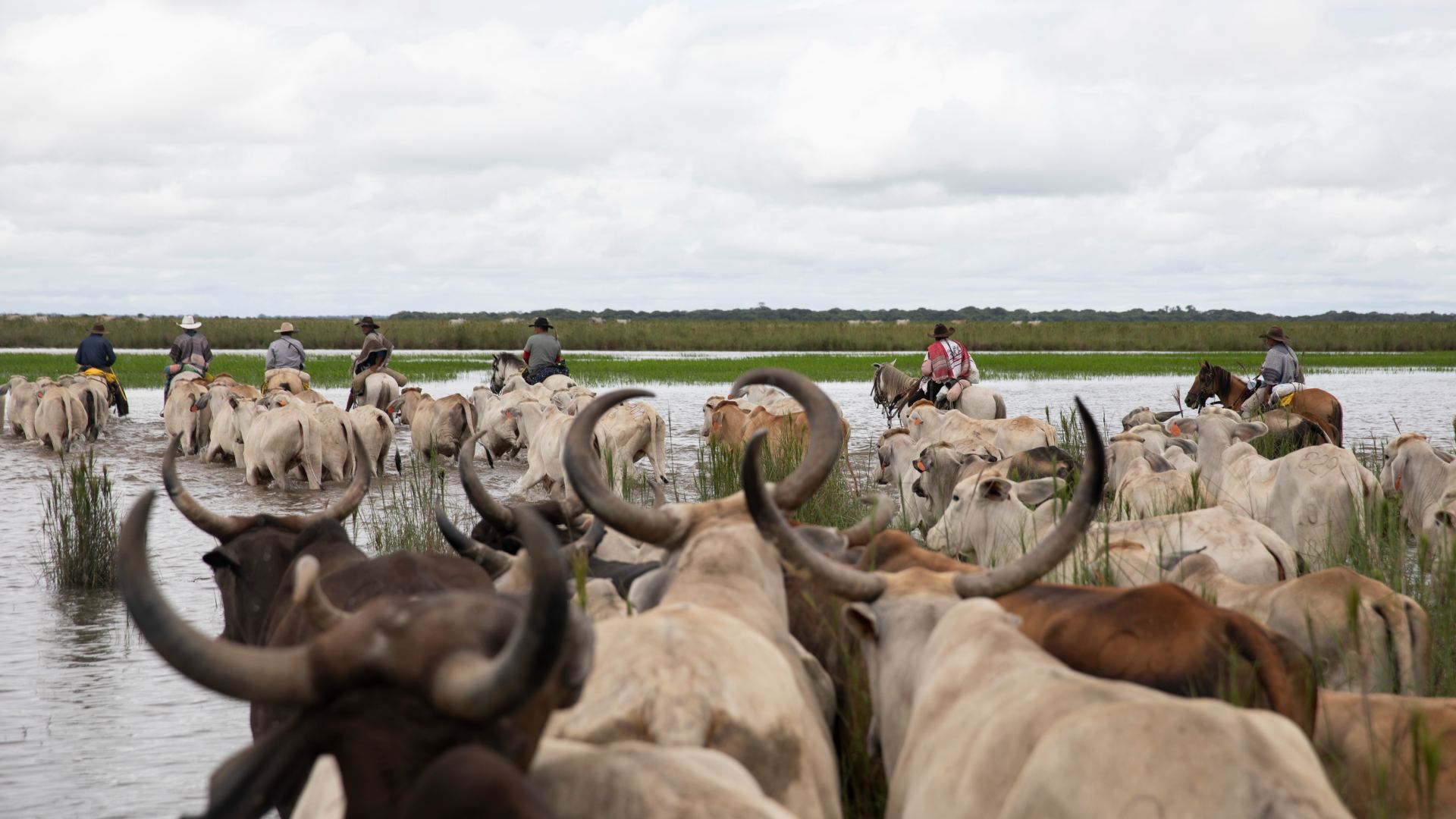 En Casanare, rescatar las tradiciones es también proteger el territorio ...