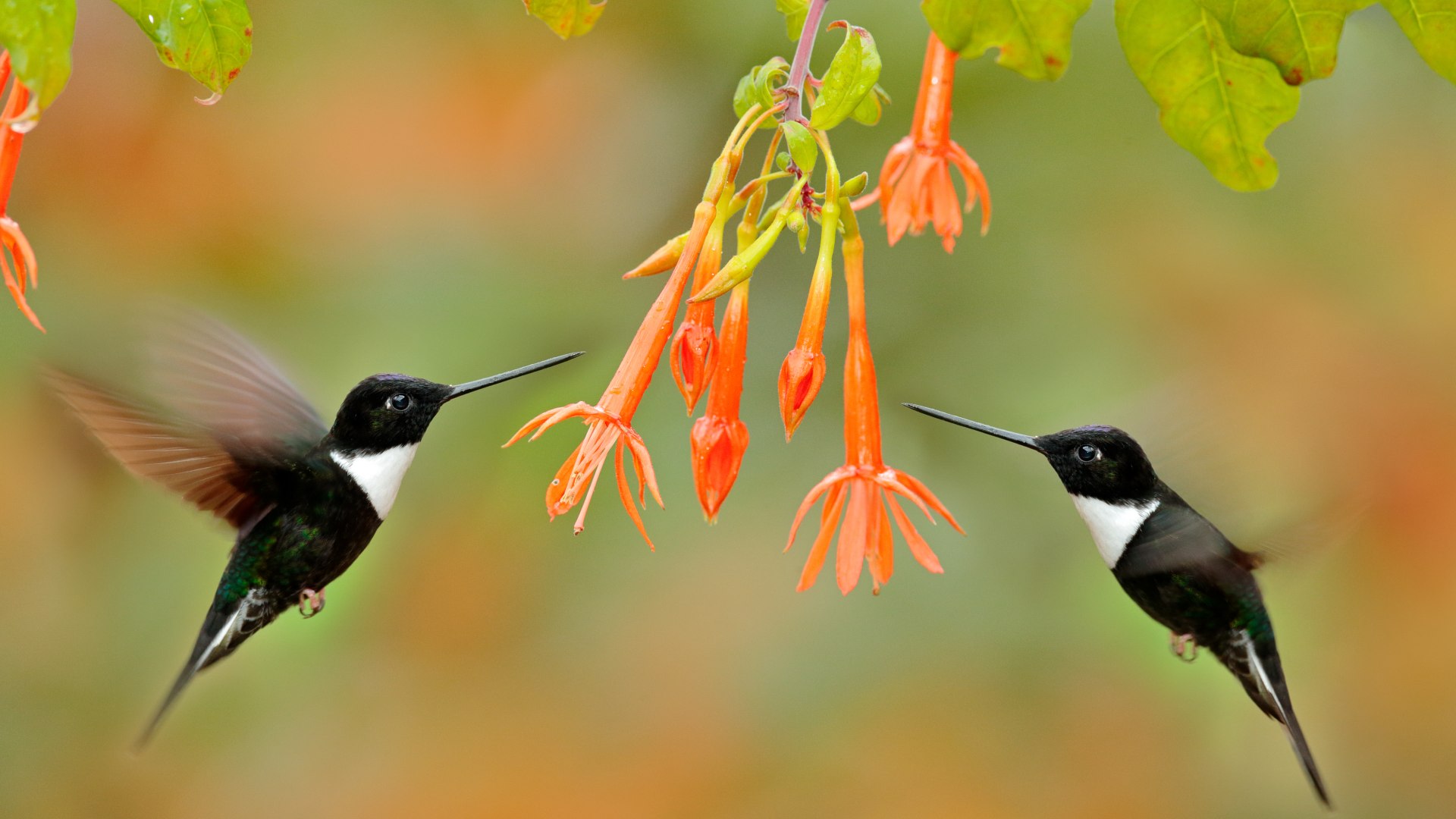 Estas son cinco especies de aves que puede observar en Cali - Colombia ...