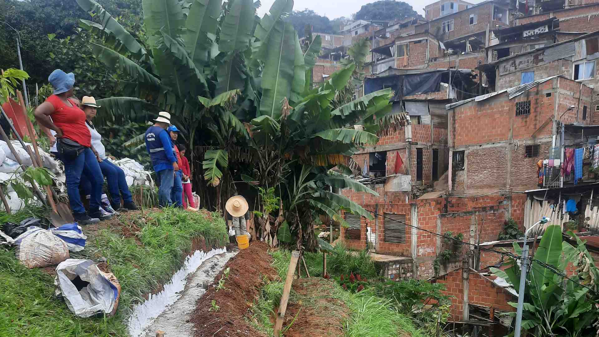 La Comuna 20 de Cali busca su independencia alimentaria creando huertas comunitarias - Colombia ...