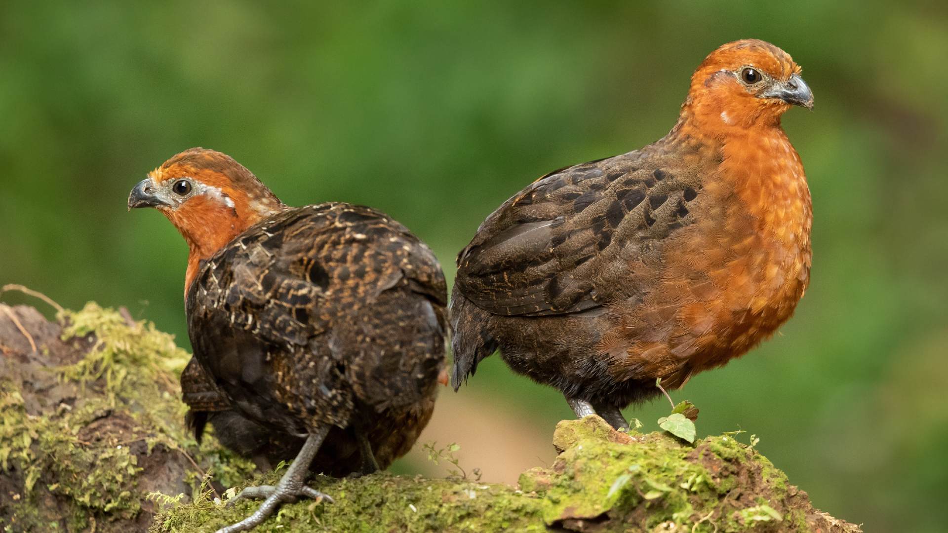 Estas son cinco especies de aves que puede observar en Cali - Colombia ...