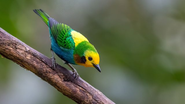 Estas son cinco especies de aves que puede observar en Cali - Colombia ...
