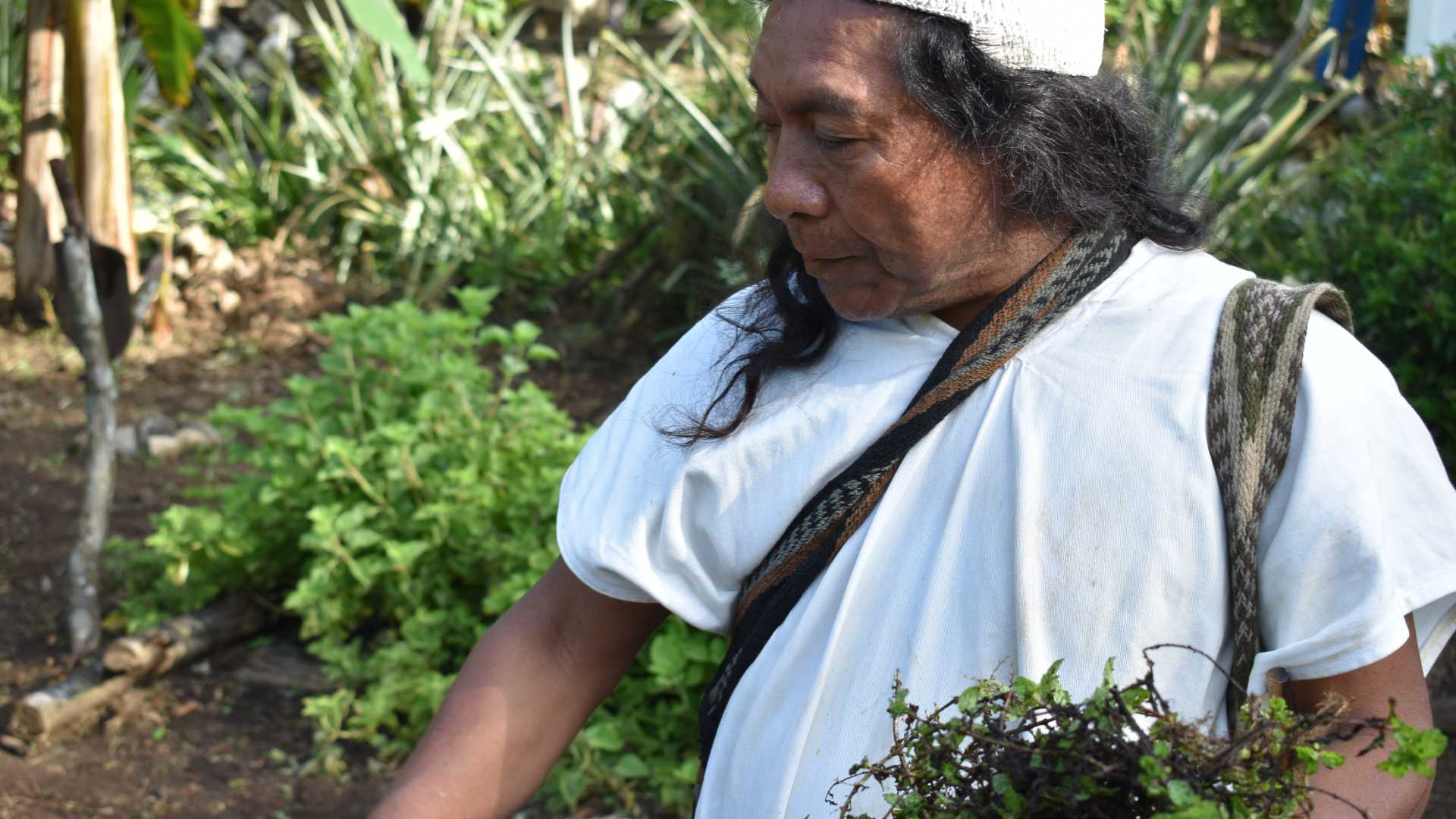 Cinco usos de plantas tradicionales dentro de la comunidad Arhuaca ...