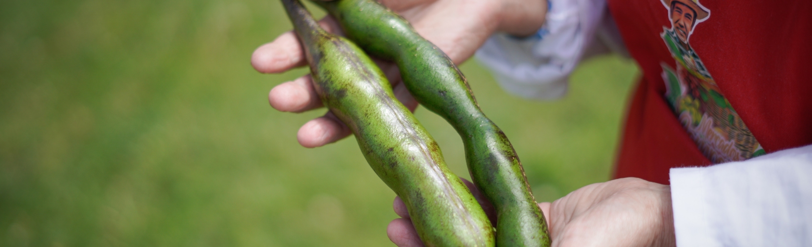 Chachafruto Archives - Colombia Visible