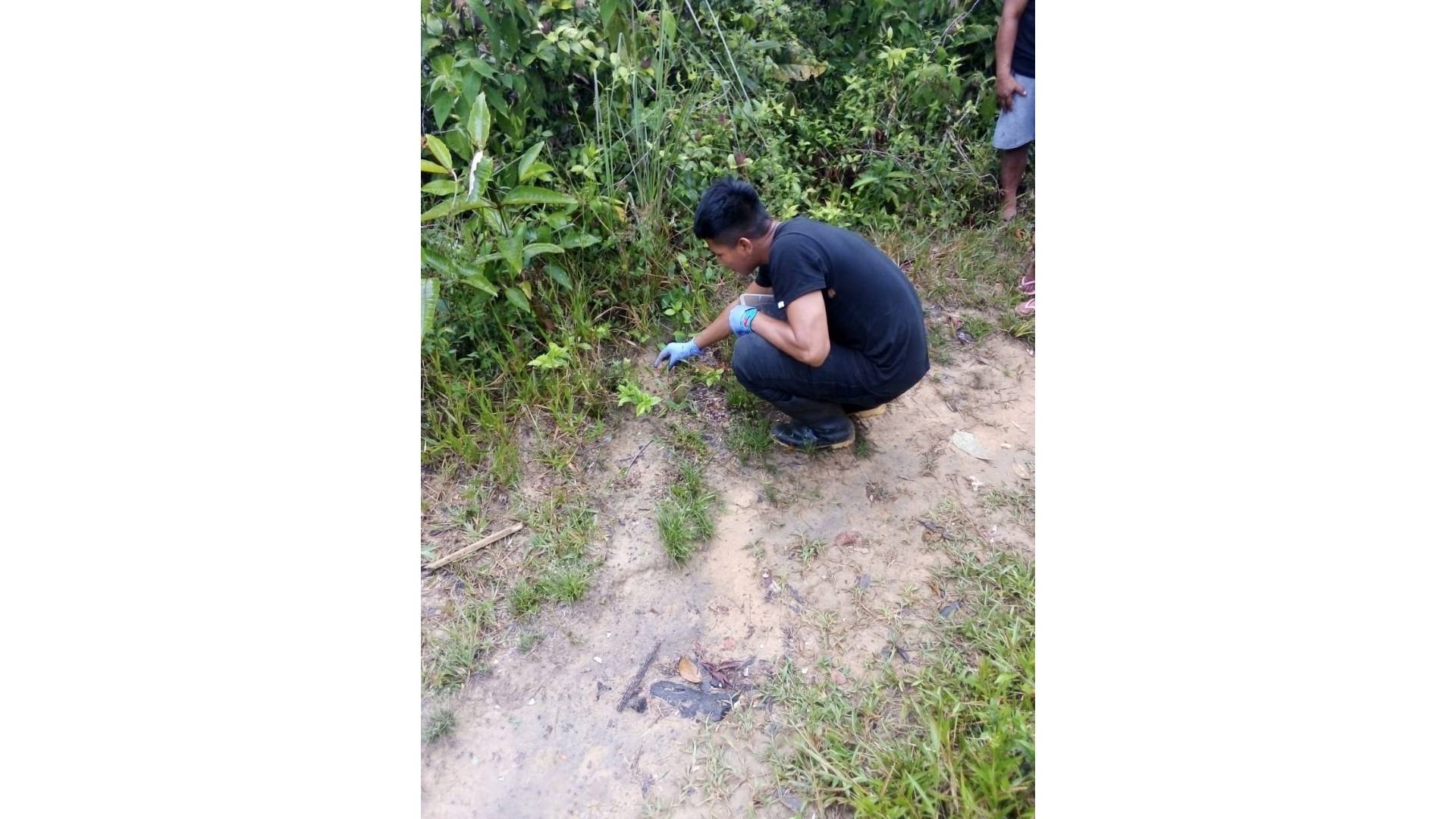 Hormigas en la dieta y bioinsecticidas, alternativas para combatir ...