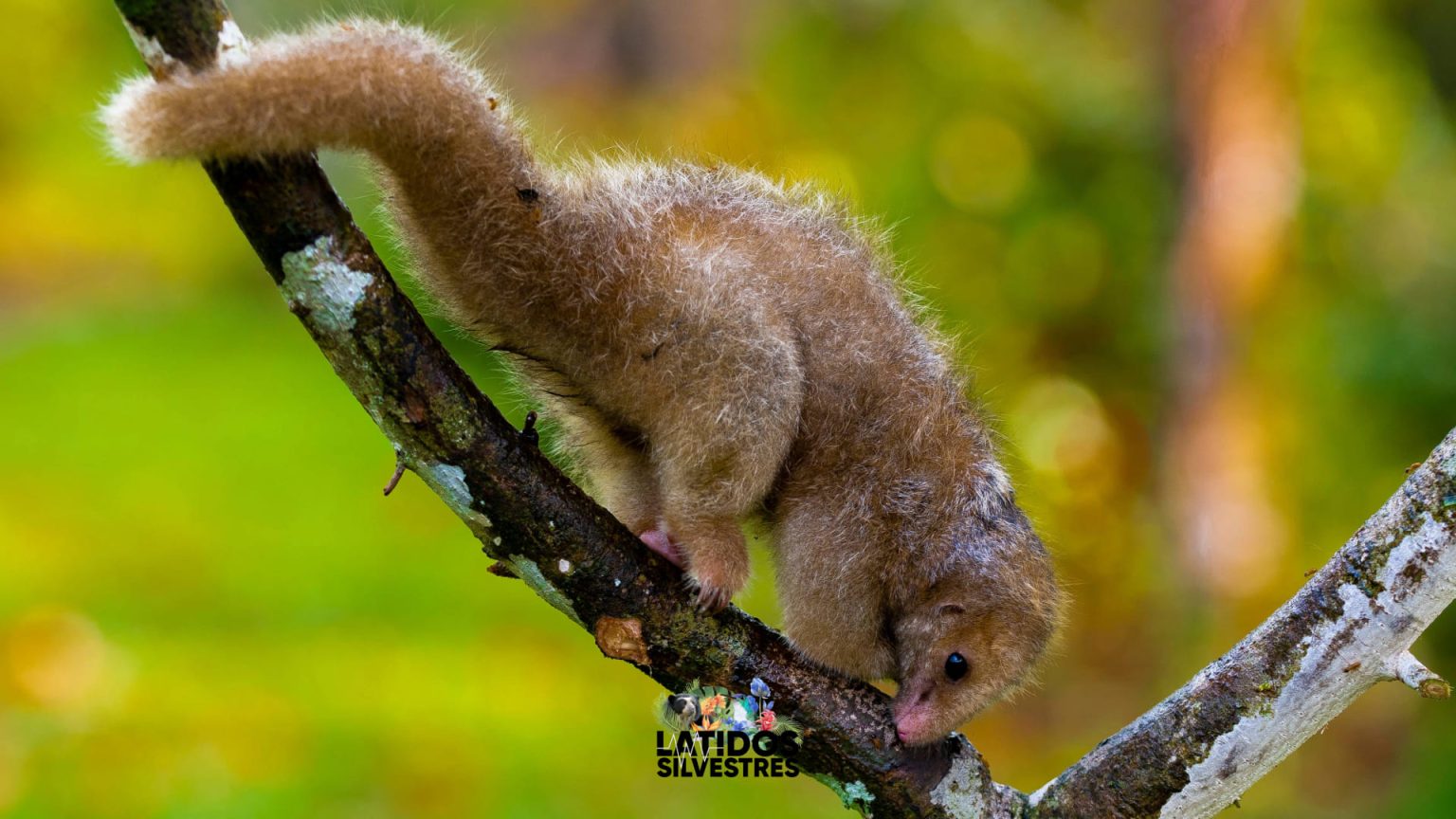 El misterio del osito trueno: ciencia comunitaria en los bosques