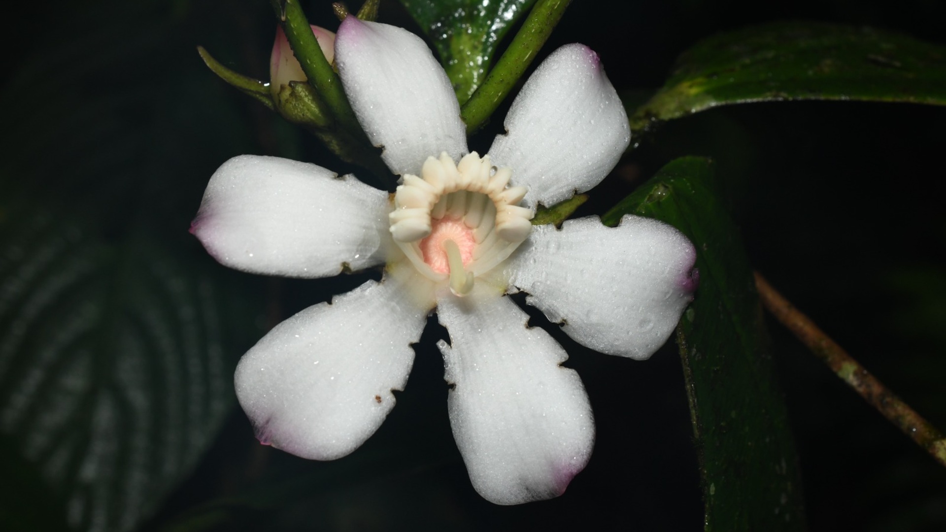 Este herbario bogotano ha descubierto 14 especies de flora endémica en ...
