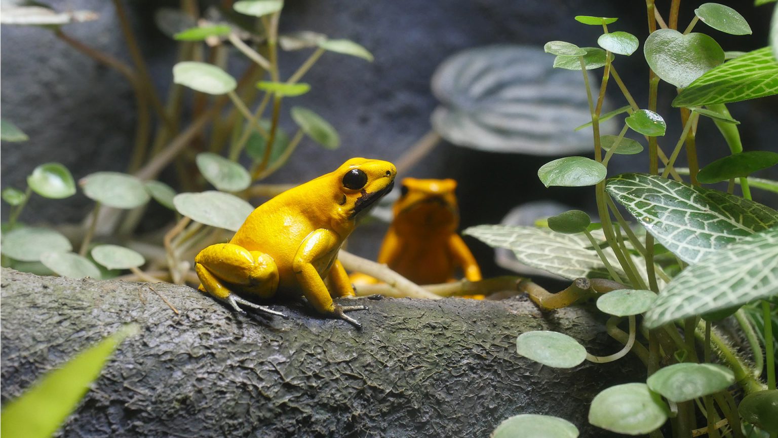 Veneno Ancestral: la historia de la rana dardo dorada - Colombia Visible