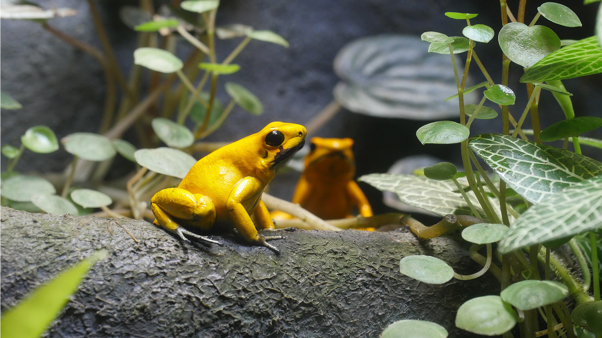 Veneno Ancestral: la historia de la rana dardo dorada - Colombia Visible