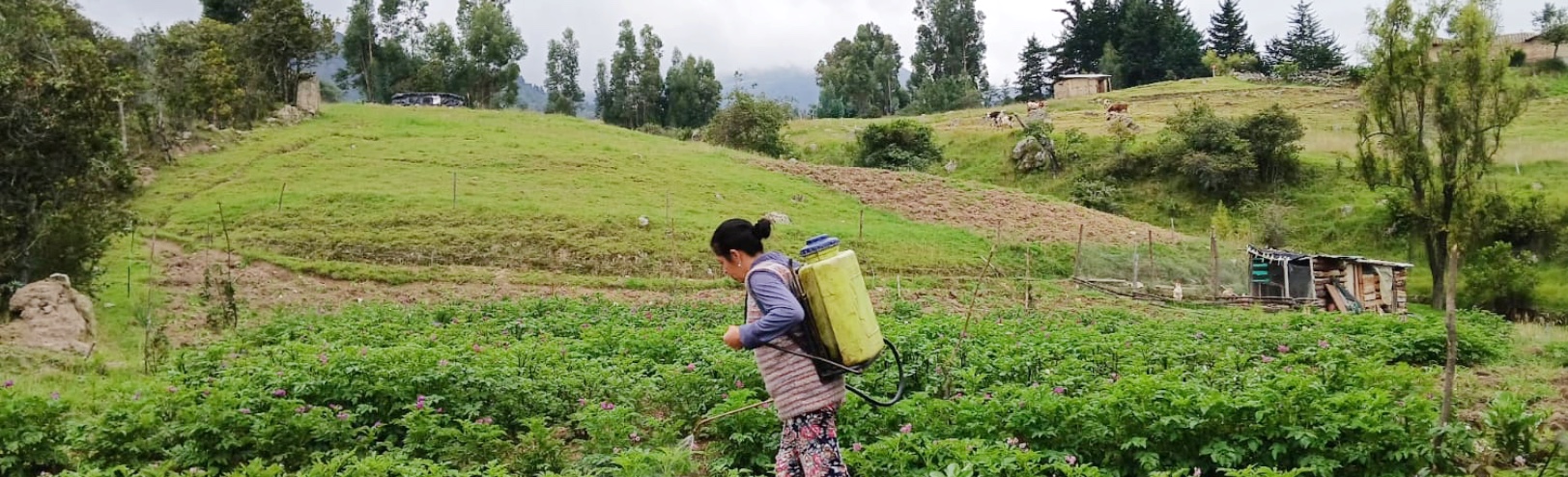 Ciencia rural: comunidades campesinas investigan y conservan papas ...